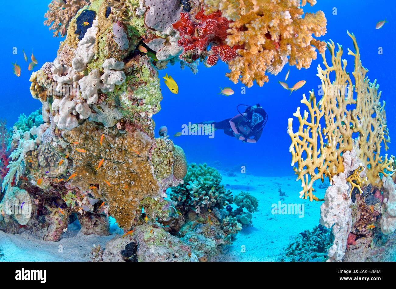 Faune De La Mer Rouge Banque d'image et photos - Alamy