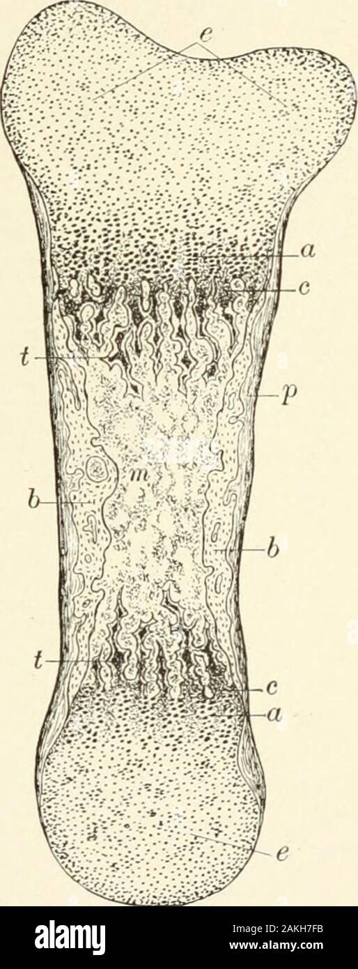 Os trabéculaire fibreux Banque de photographies et d’images à haute ...