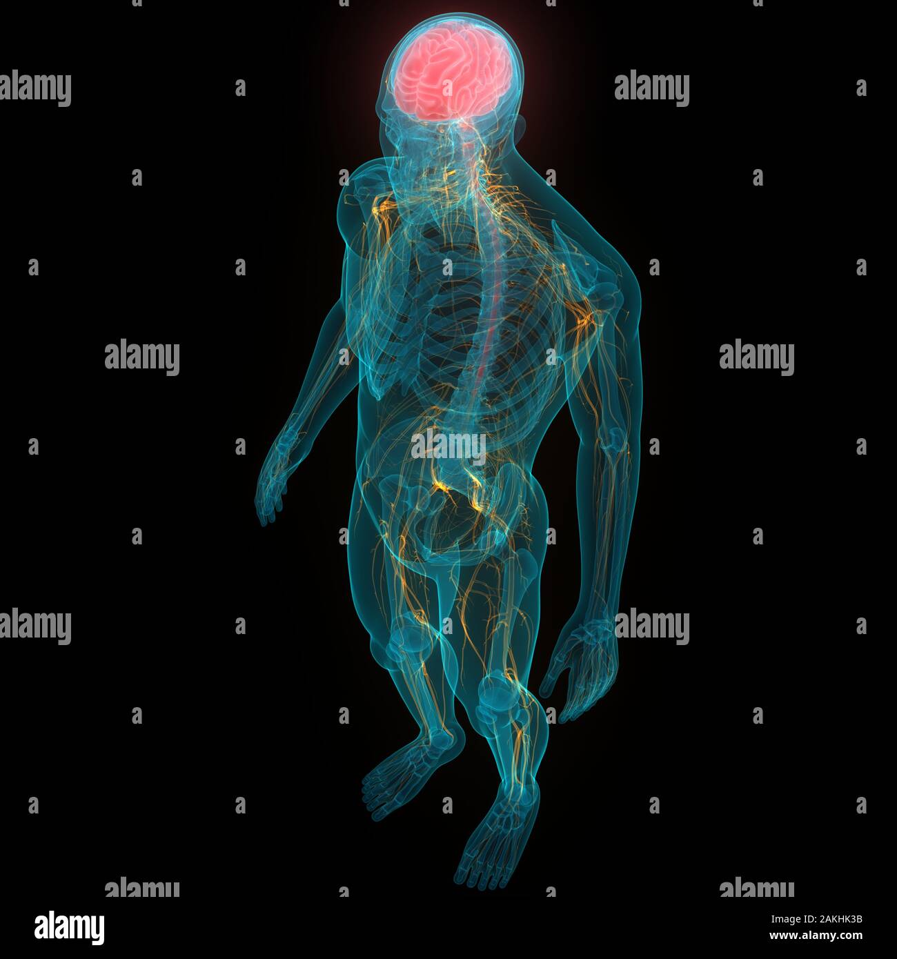 Organe central du système nerveux humain anatomie du cerveau Photo ...