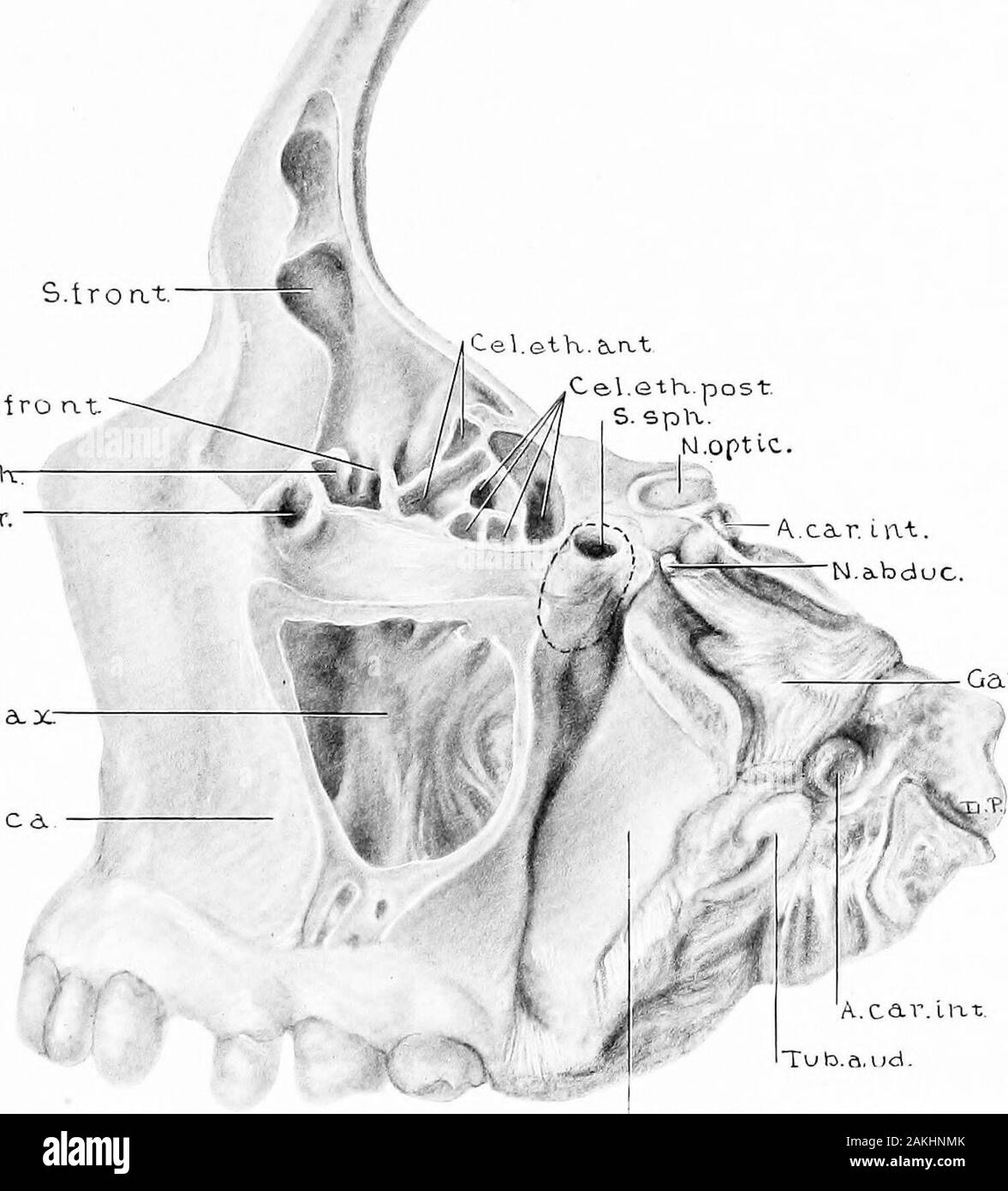 Le développement et l'anatomie de l'accessoire nasal sinus dans l'homme ...
