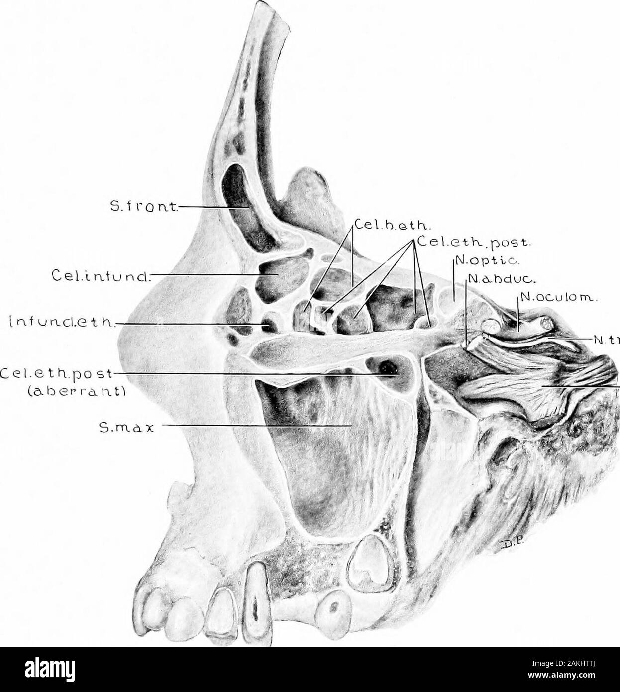 Le développement et l'anatomie de l'accessoire nasal sinus dans l'homme ...