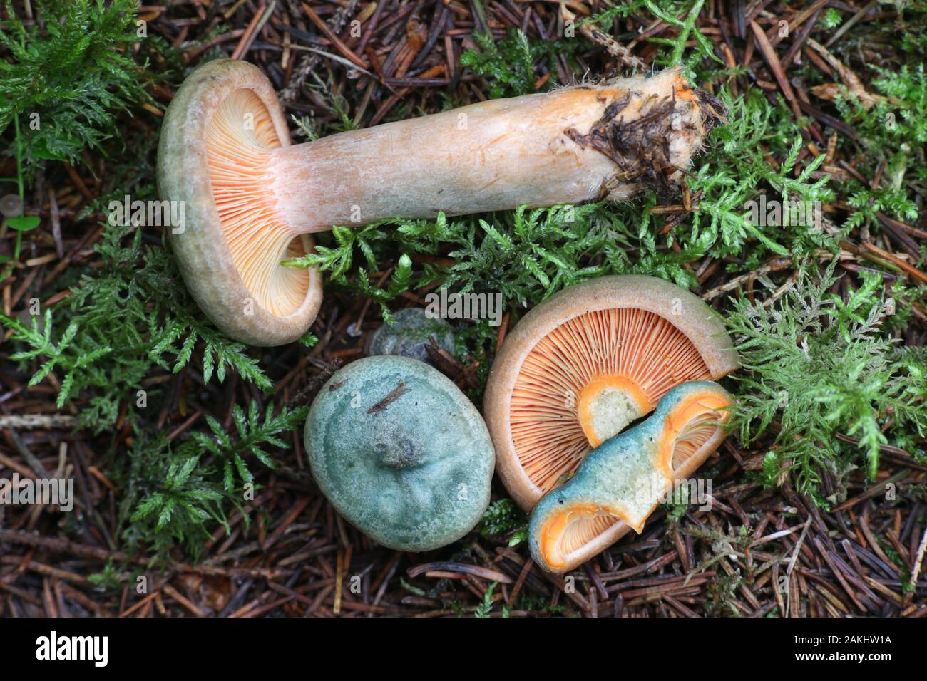 Saffron milkcap Banque de photographies et d’images à haute résolution ...