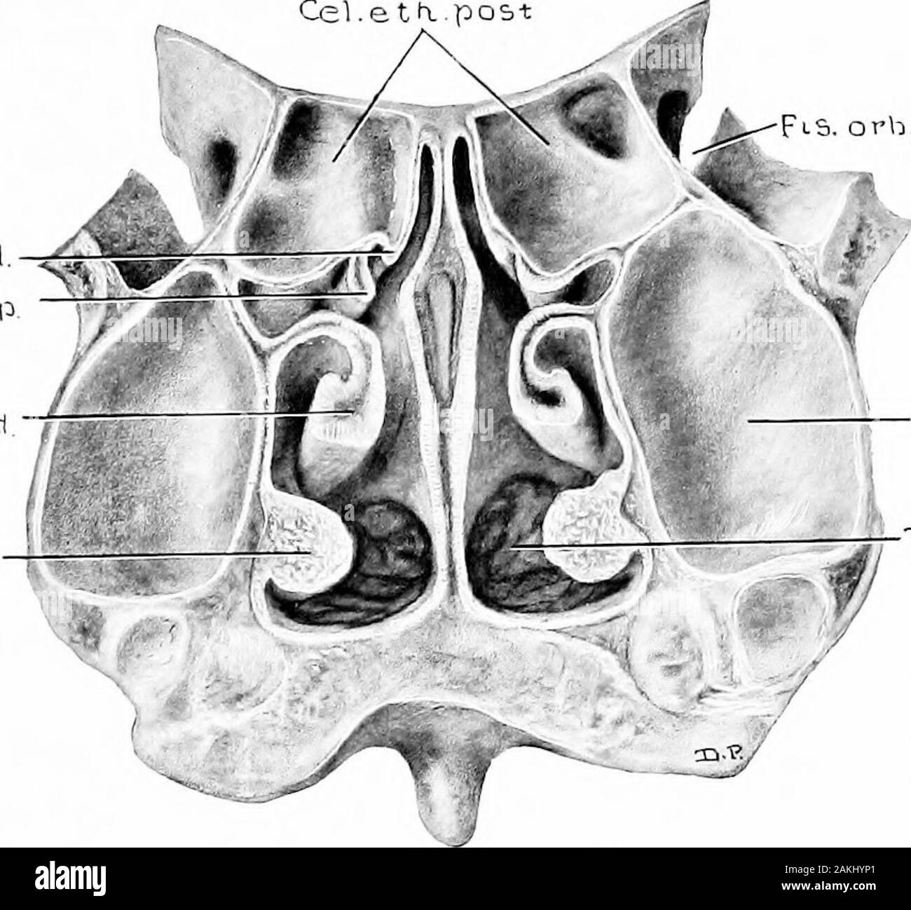 Le développement et l'anatomie de l'accessoire nasal sinus dans l'homme ...