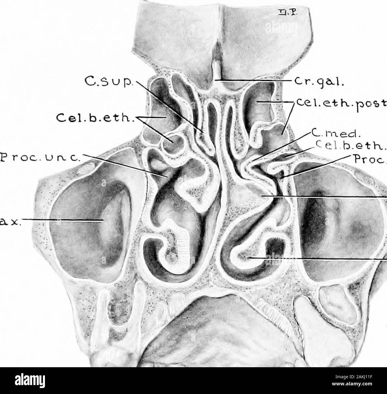 Le développement et l'anatomie de l'accessoire nasal sinus dans l'homme ...
