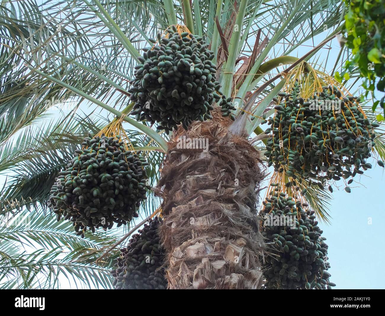 Dates sur un arbre Banque de photographies et d’images à haute ...