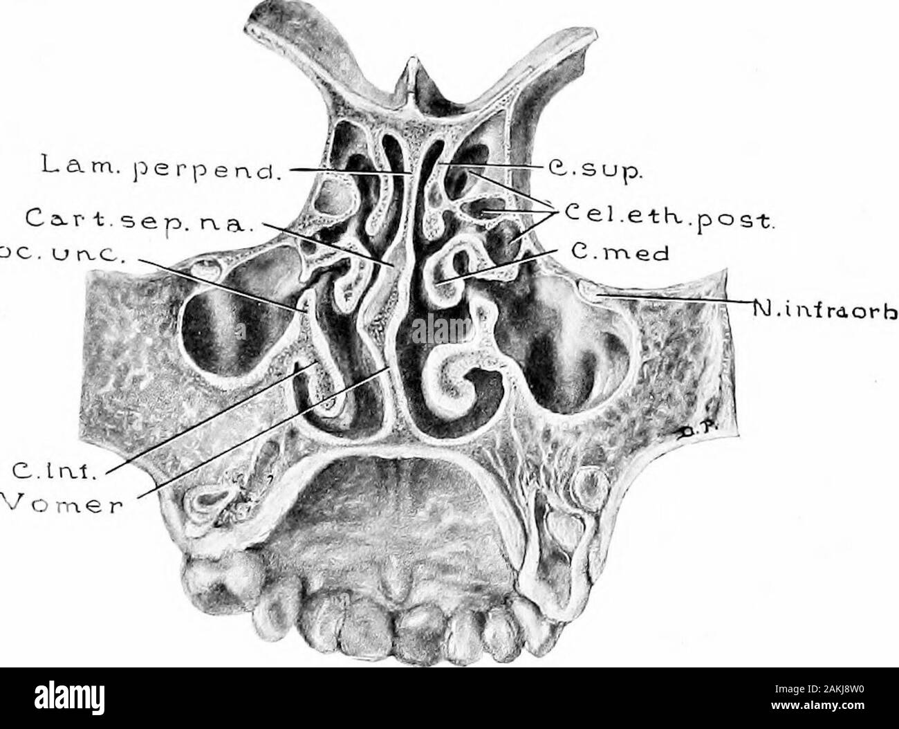 Le développement et l'anatomie de l'accessoire nasal sinus dans l'homme ...