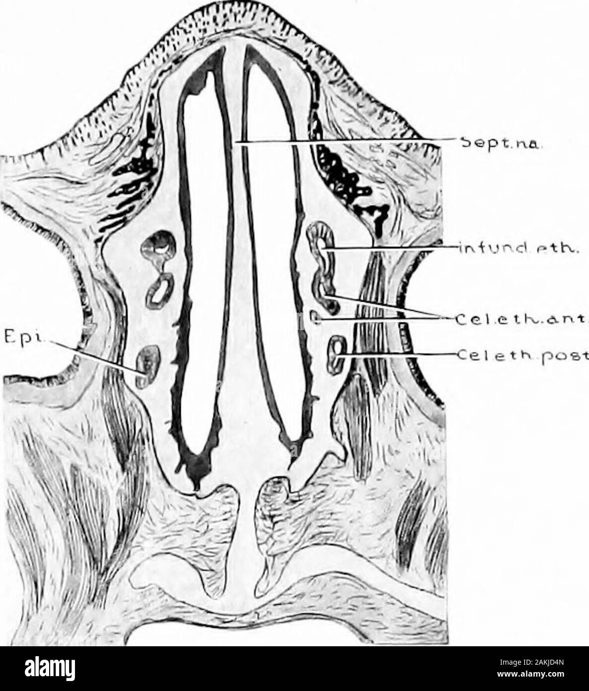 Le développement et l'anatomie de l'accessoire nasal sinus dans l'homme ...