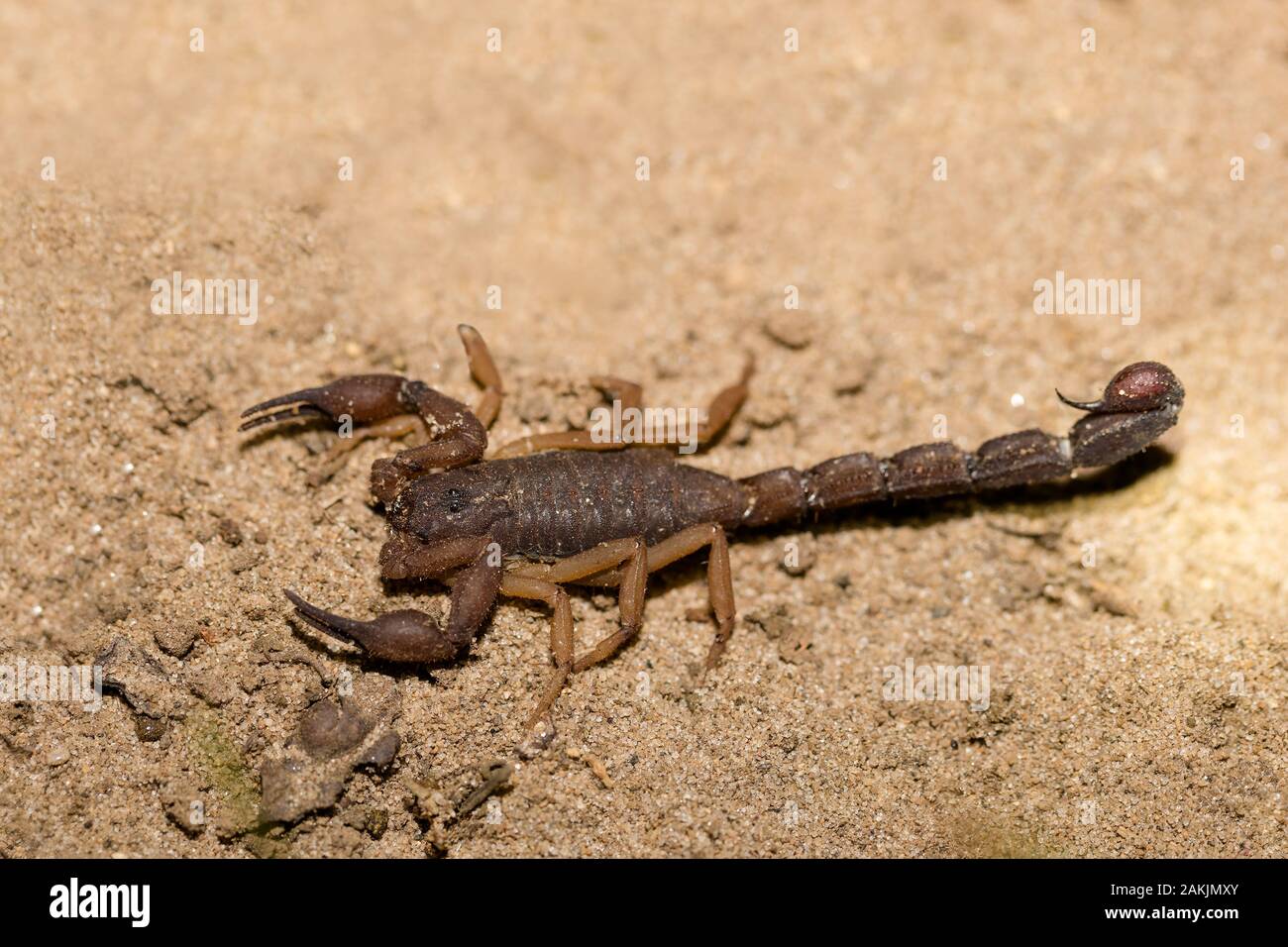Scorpion de madagascar Banque de photographies et d’images à haute ...