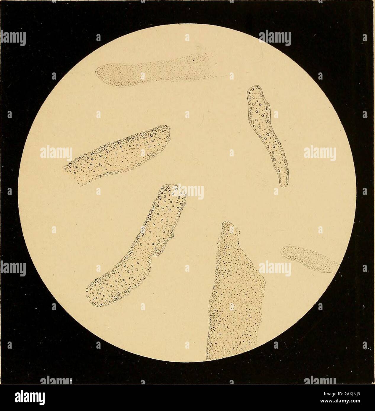 Les plaques de peyer Banque de photographies et d’images à haute ...