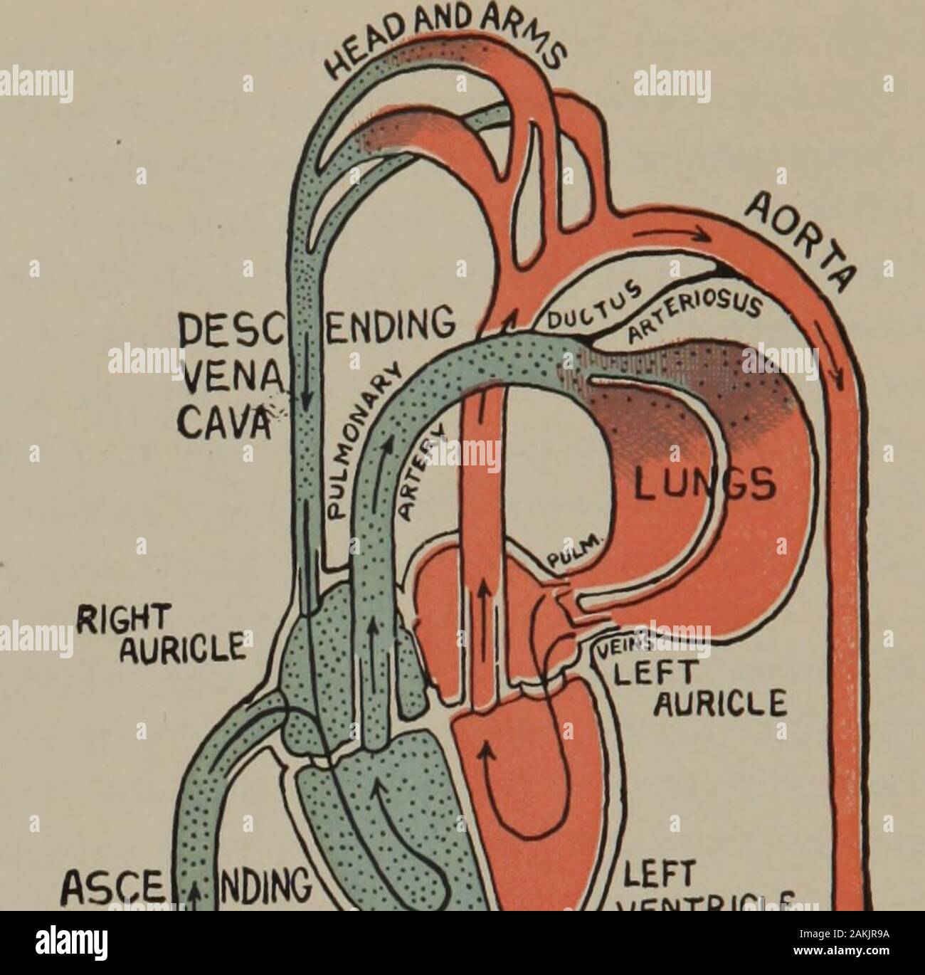 Fetal circulation Banque de photographies et d’images à haute ...