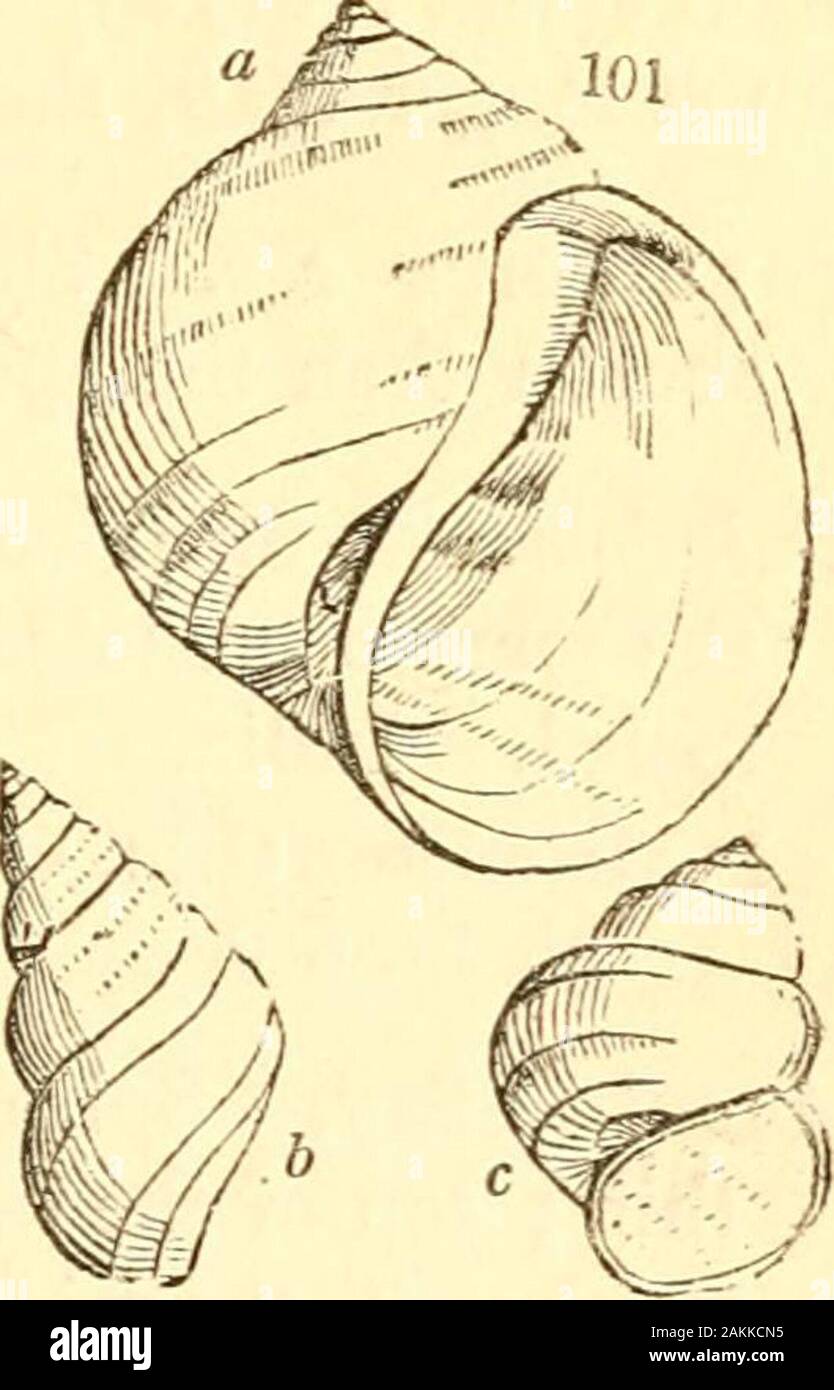 Un traité de malacologie ; ou, coquillages et crustacés . em. 188. f ...
