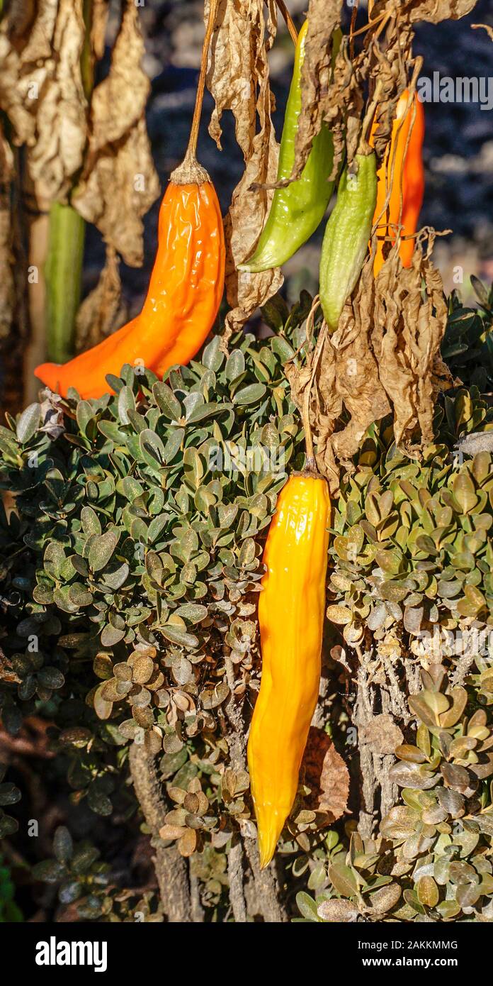 Piments aji jaunes Banque de photographies et d’images à haute ...