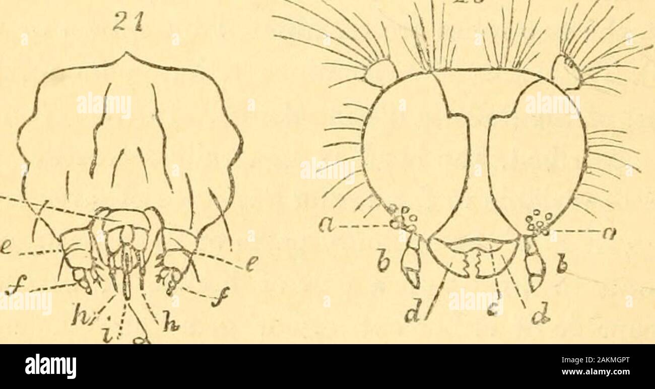 Insectes innombrables Banque de photographies et d’images à haute ...