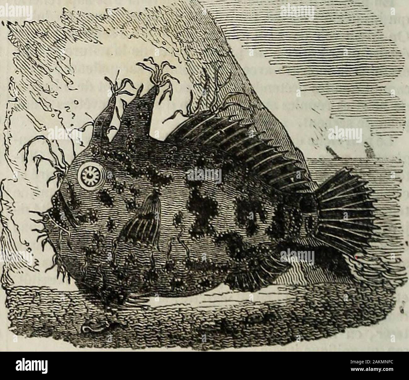 Diable de mer Banque de photographies et d’images à haute résolution ...