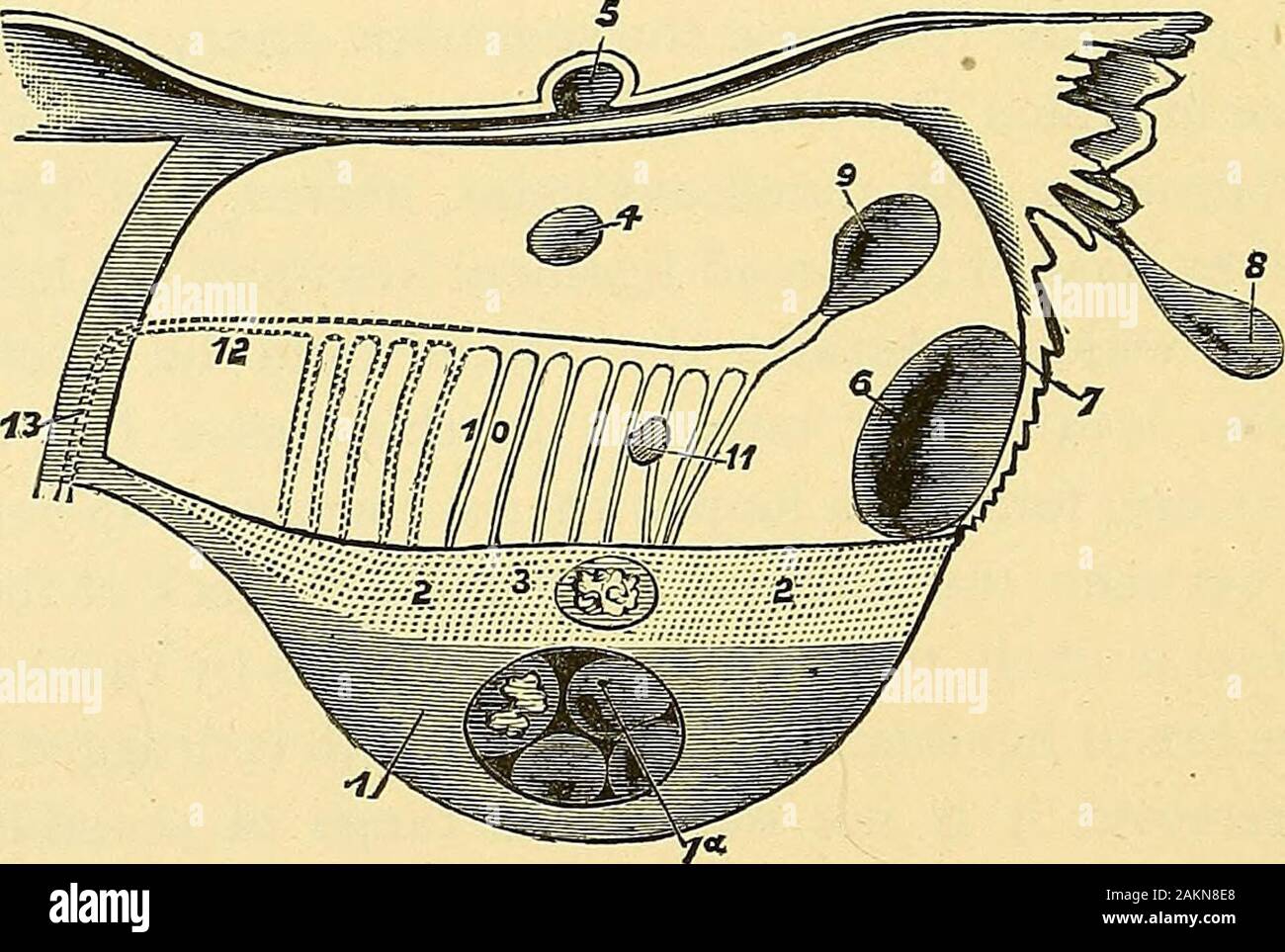 Chirurgie abdominale . ter et le uterineartery, mais les vaisseaux ...