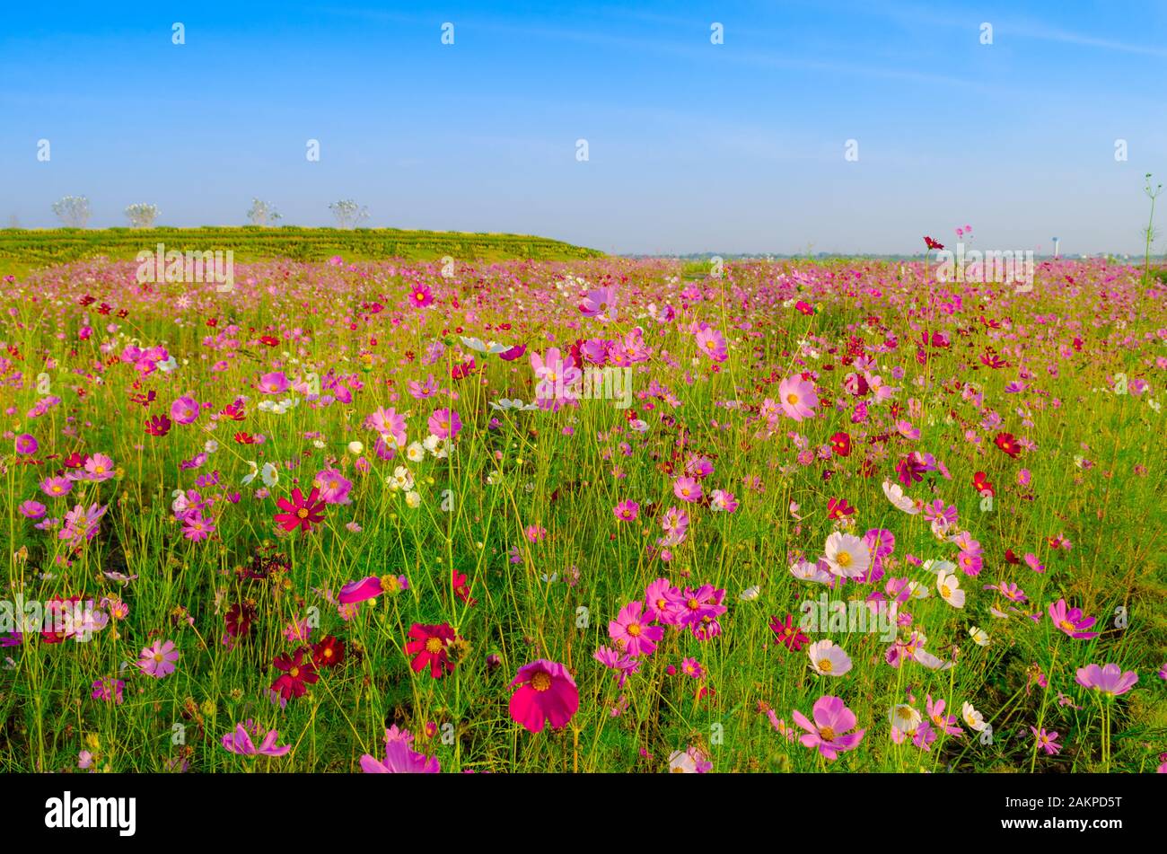Champ de fleurs cosmos Banque de photographies et d’images à haute ...