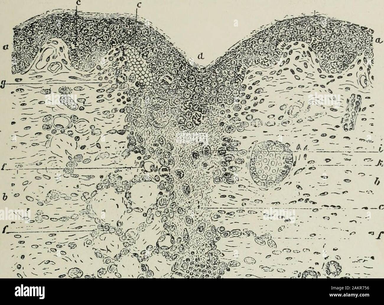 La pratique américaine de chirurgie : un système complet de l'art et la ...