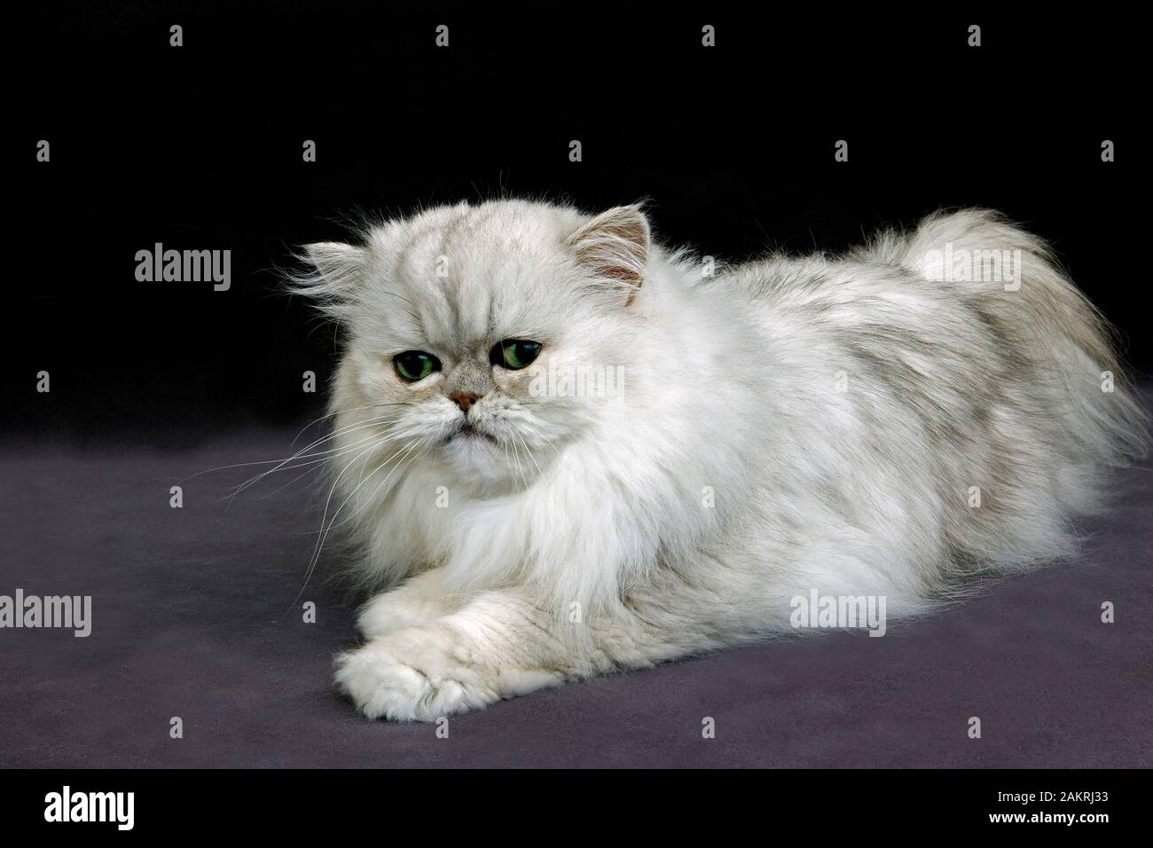Silver chinchilla persian domestic cat Banque de photographies et d ...