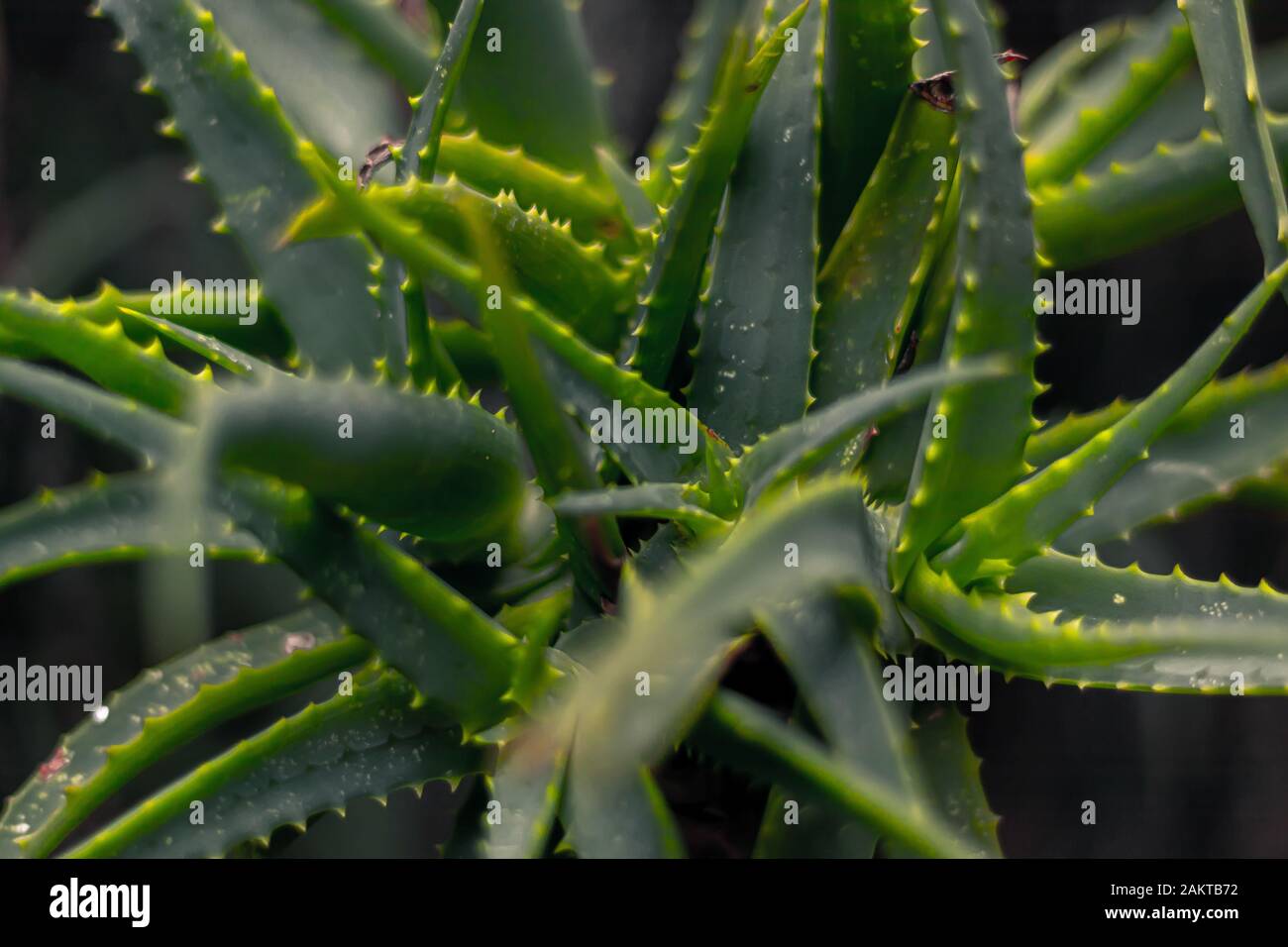 Cap aloe aloe ferox Banque de photographies et d’images à haute ...