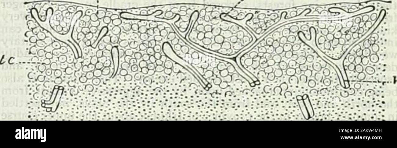 Secreciones sinusales Banque de photographies et d’images à haute ...