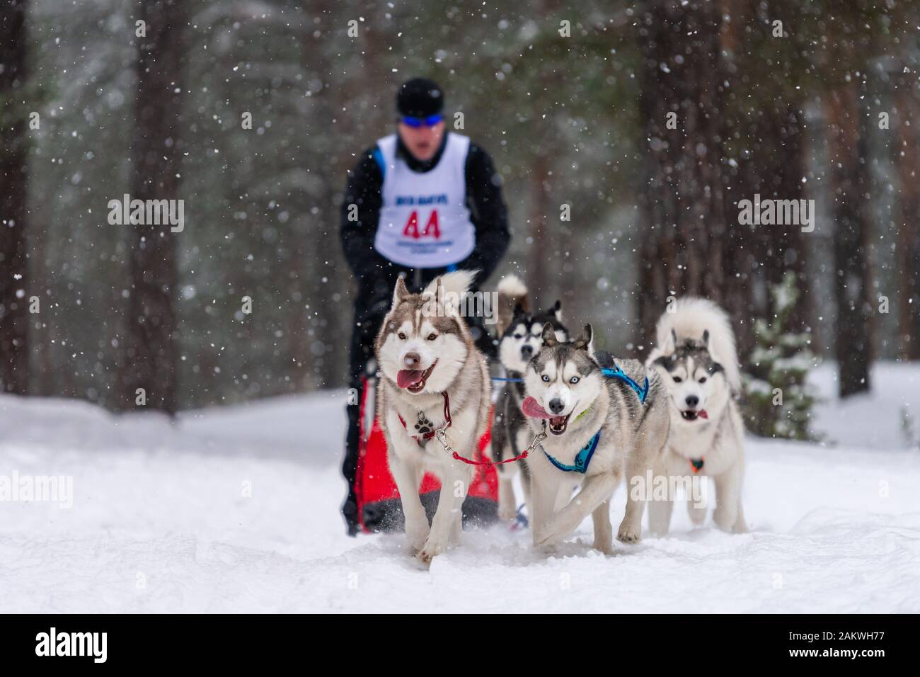 Les courses de chiens de traîneau. L'équipe de chiens de traîneau Husky ...