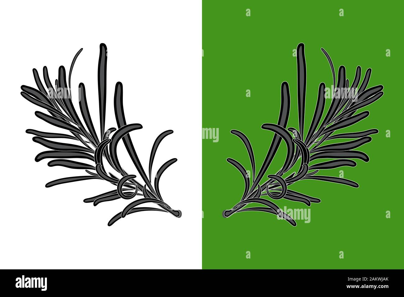 Feuilles de romarin silhouette noir et blanc isolé sur fond vert ...