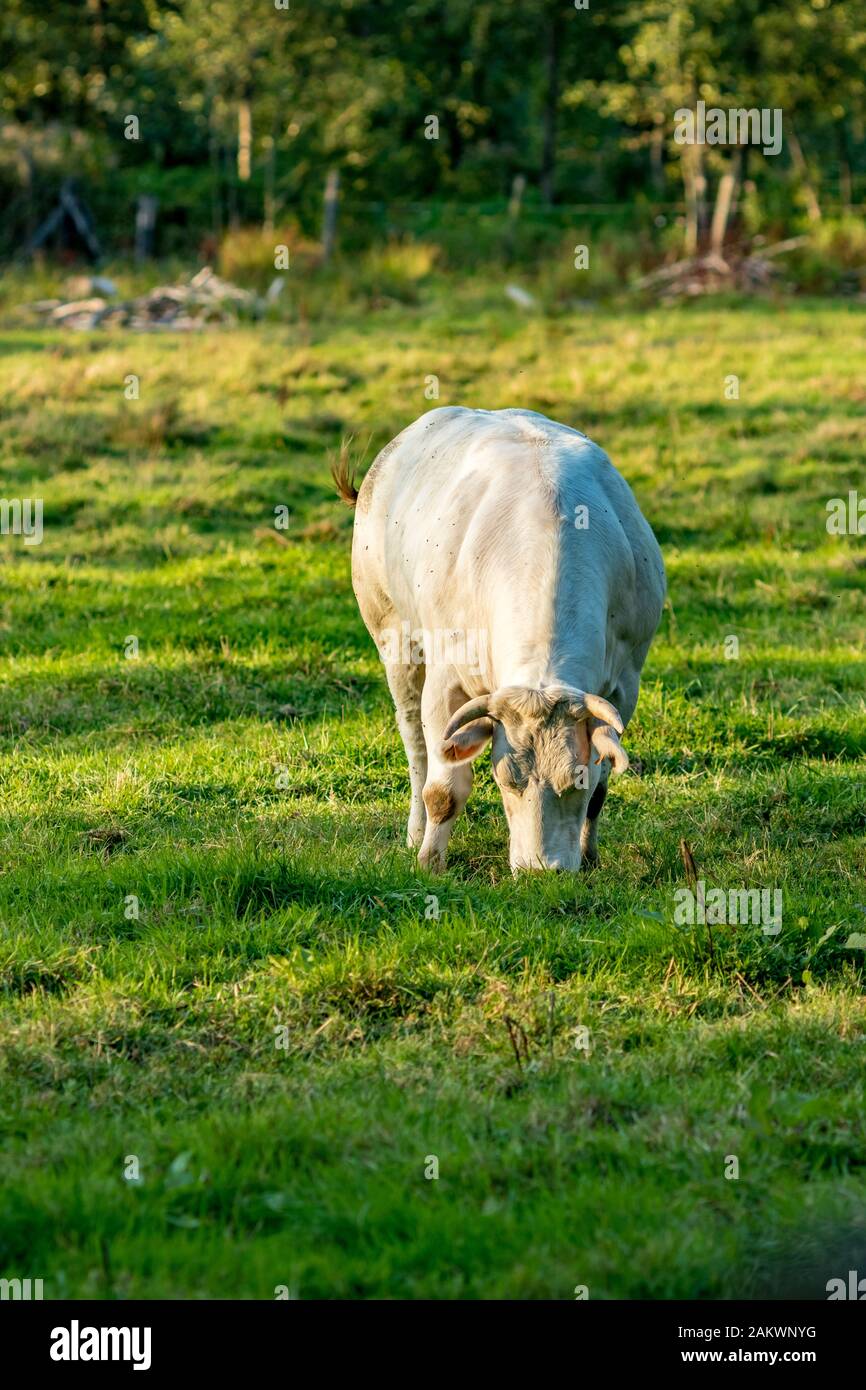 Vache bleue belge Banque de photographies et d’images à haute ...
