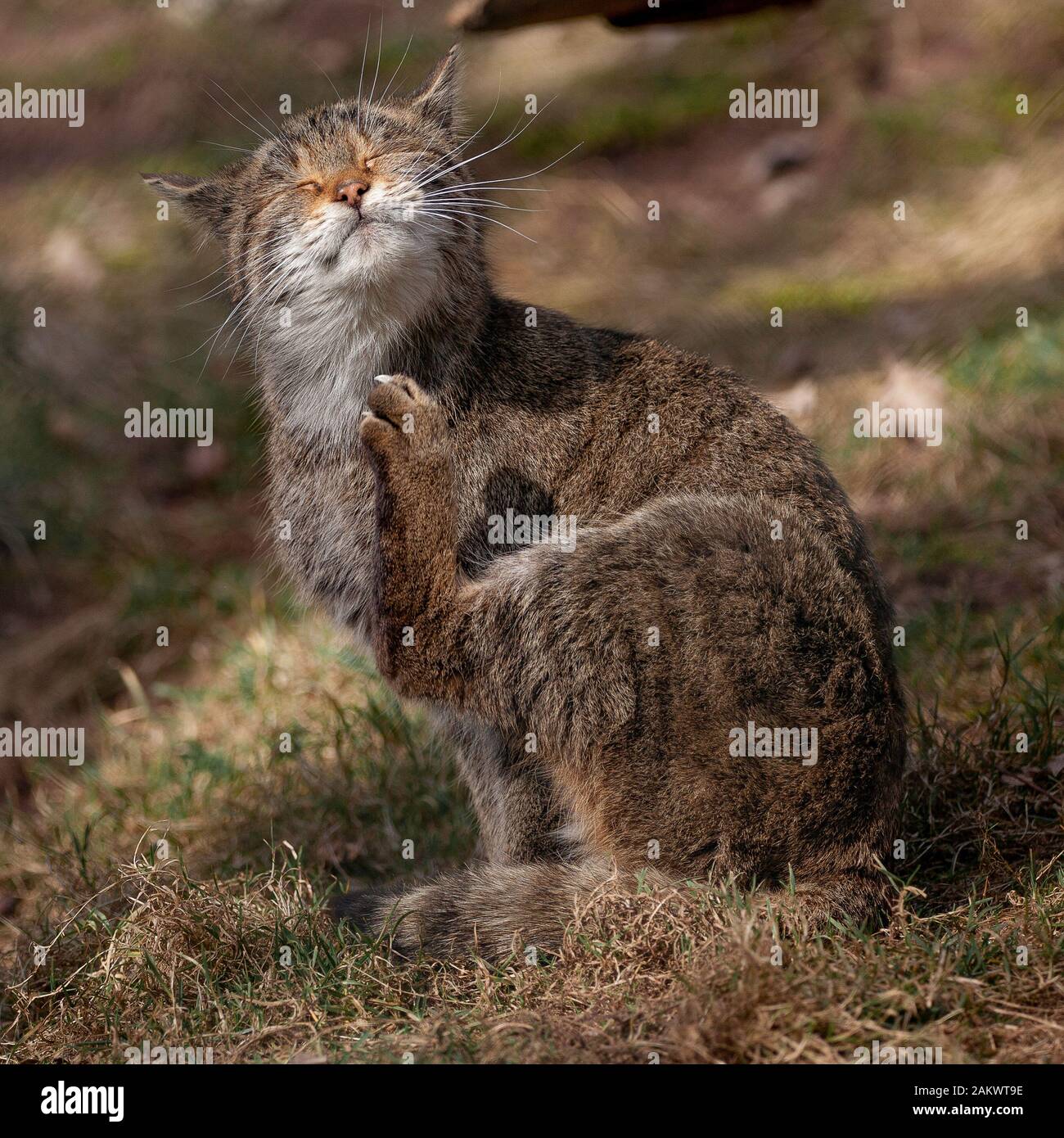 Chat haret Banque de photographies et d’images à haute résolution - Alamy