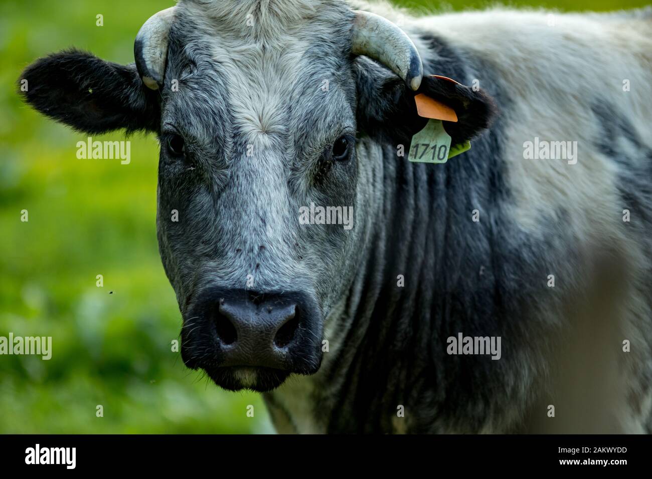 Vache bleue Banque de photographies et d’images à haute résolution - Alamy