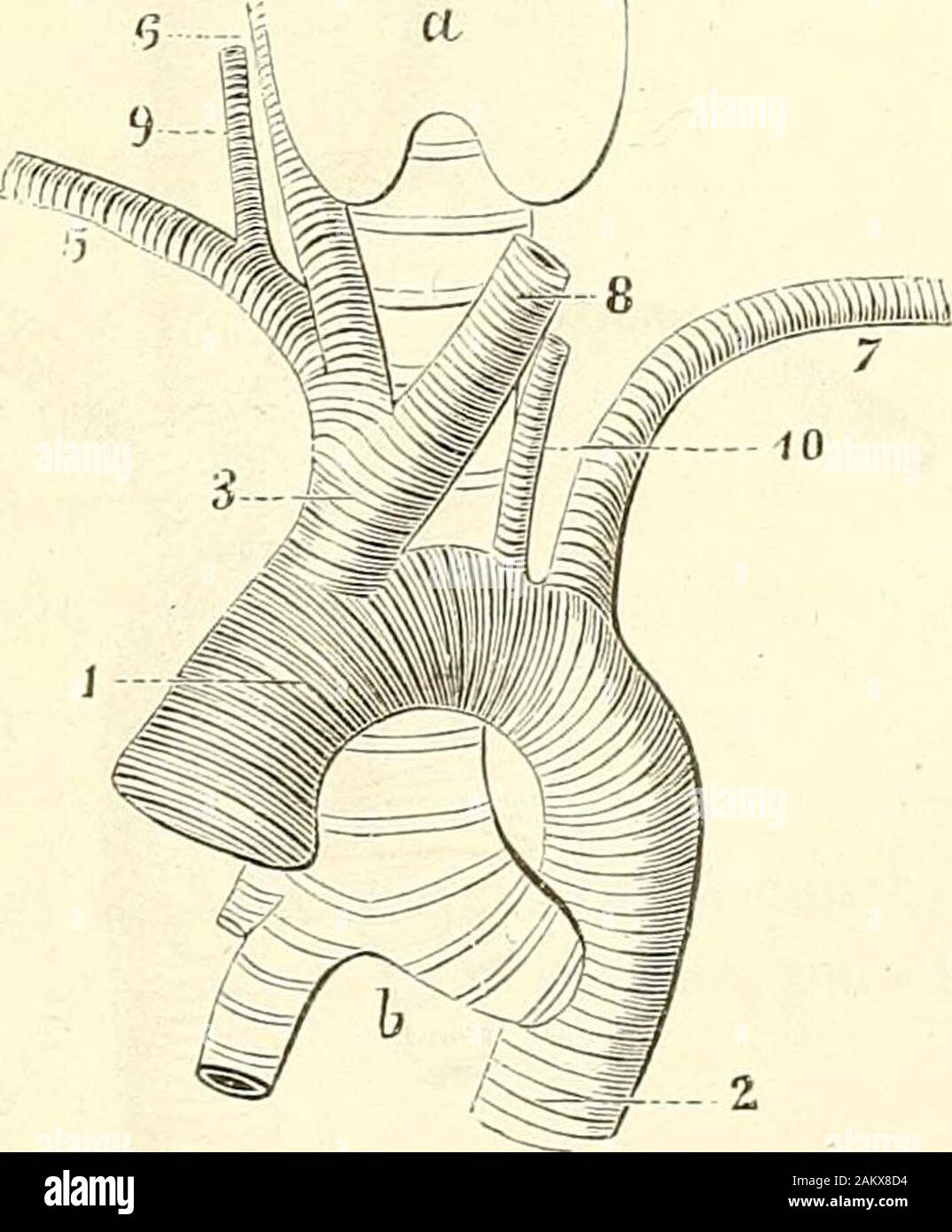 Traité d'anatomie topographique avec applications un la chirurgie . Fig ...
