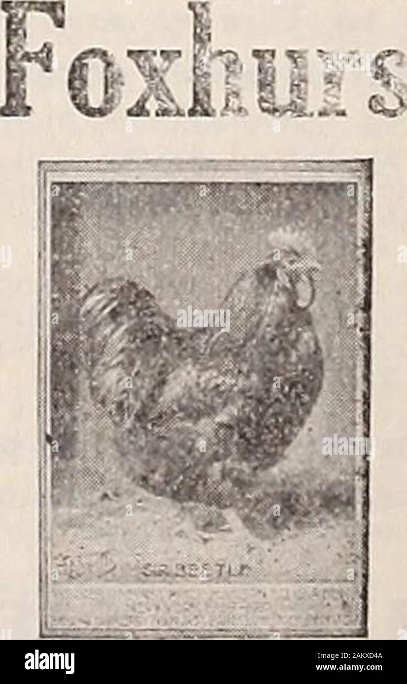 Amateur de volaille . SecretariesAttention ?comment ! Savez-vous que la ...