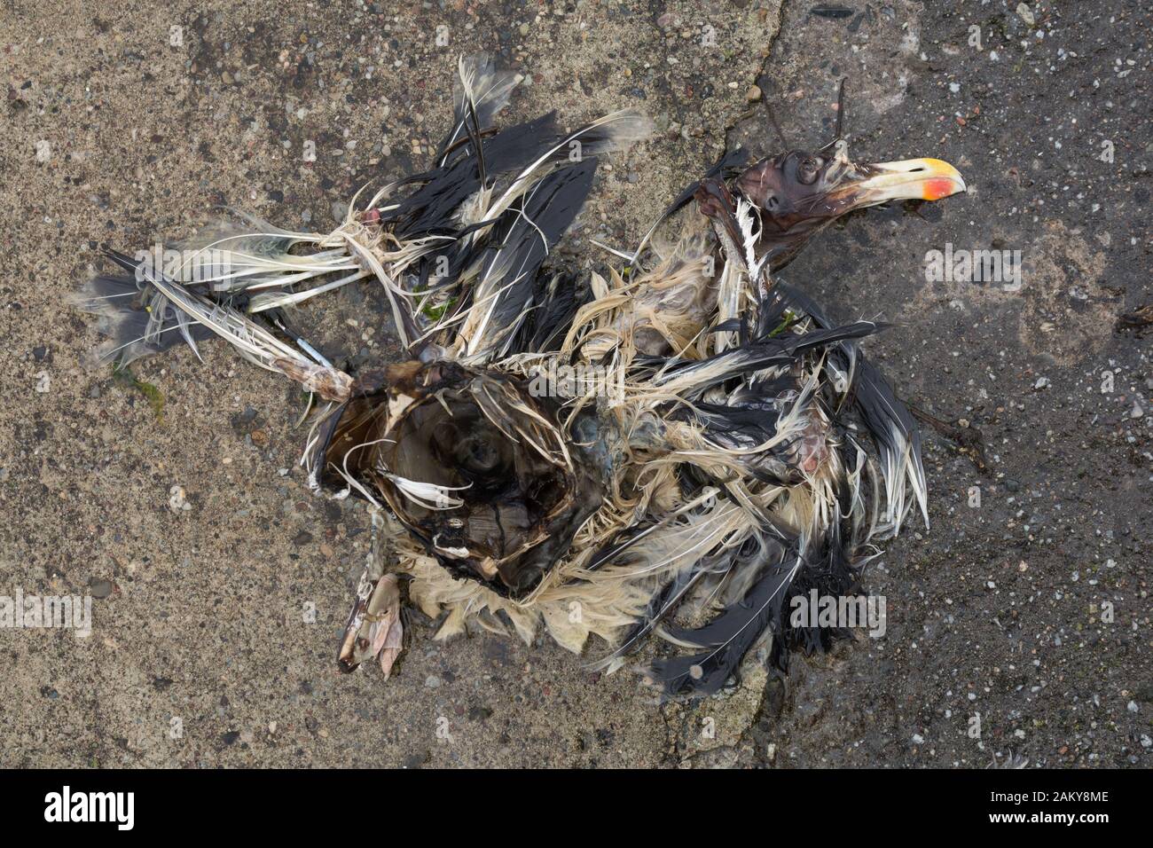 Cercle de plumes Banque de photographies et d’images à haute résolution ...