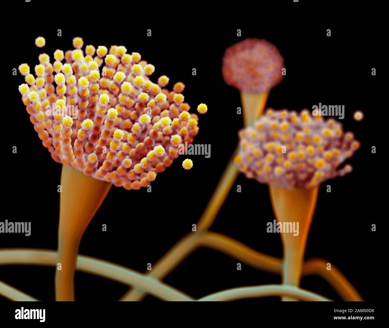 Champignon aspergillus fumigatus Banque de photographies et d’images à ...