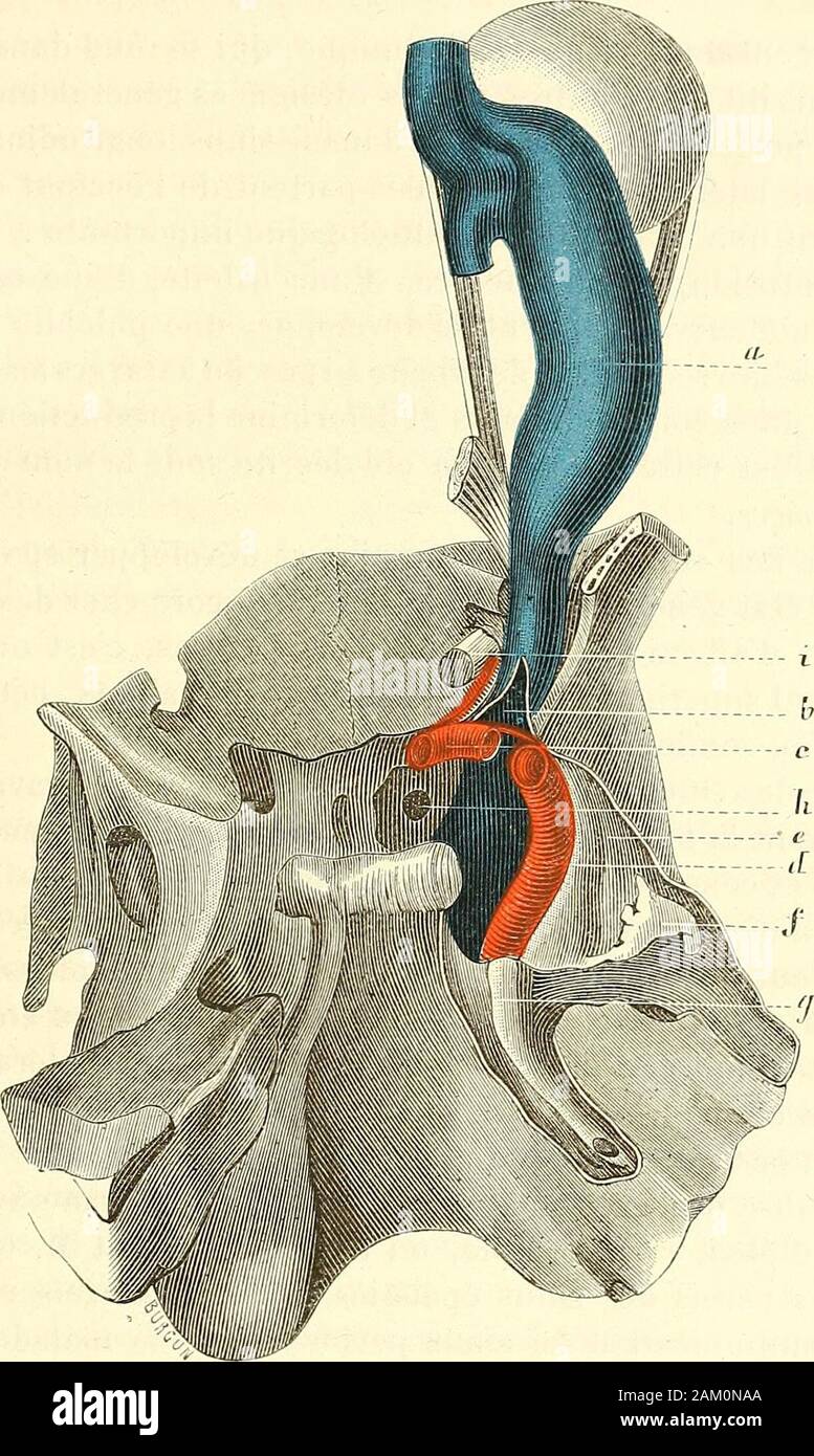 Artere carotide interne Banque de photographies et d’images à haute ...
