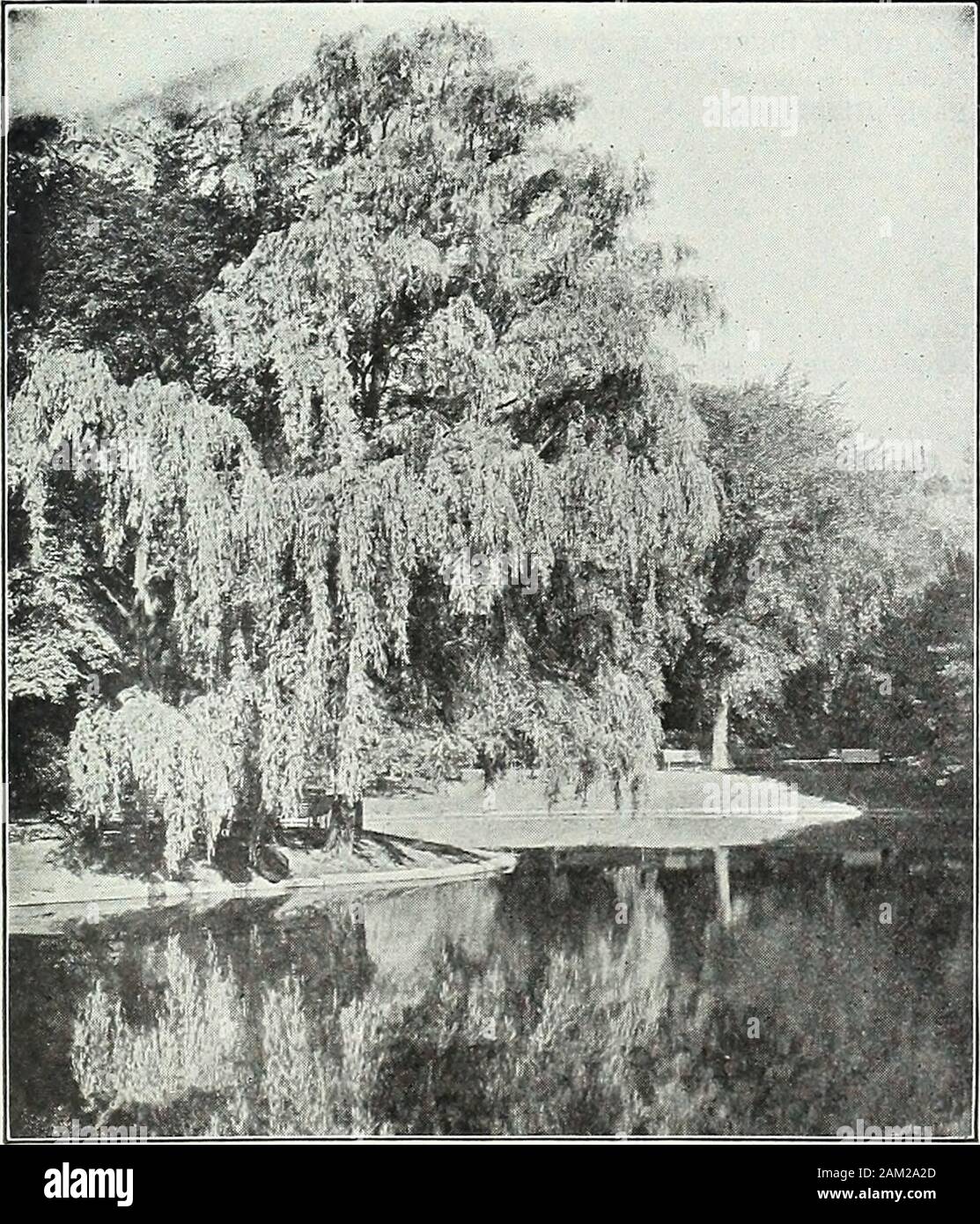 Arbre pleureur nain Banque de photographies et d’images à haute ...