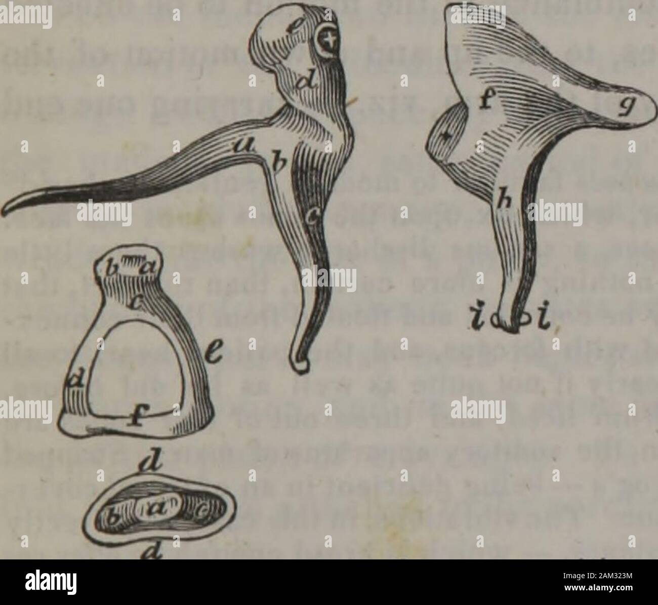 Dissection en classe d'anatomie Banque de photographies et d’images à ...