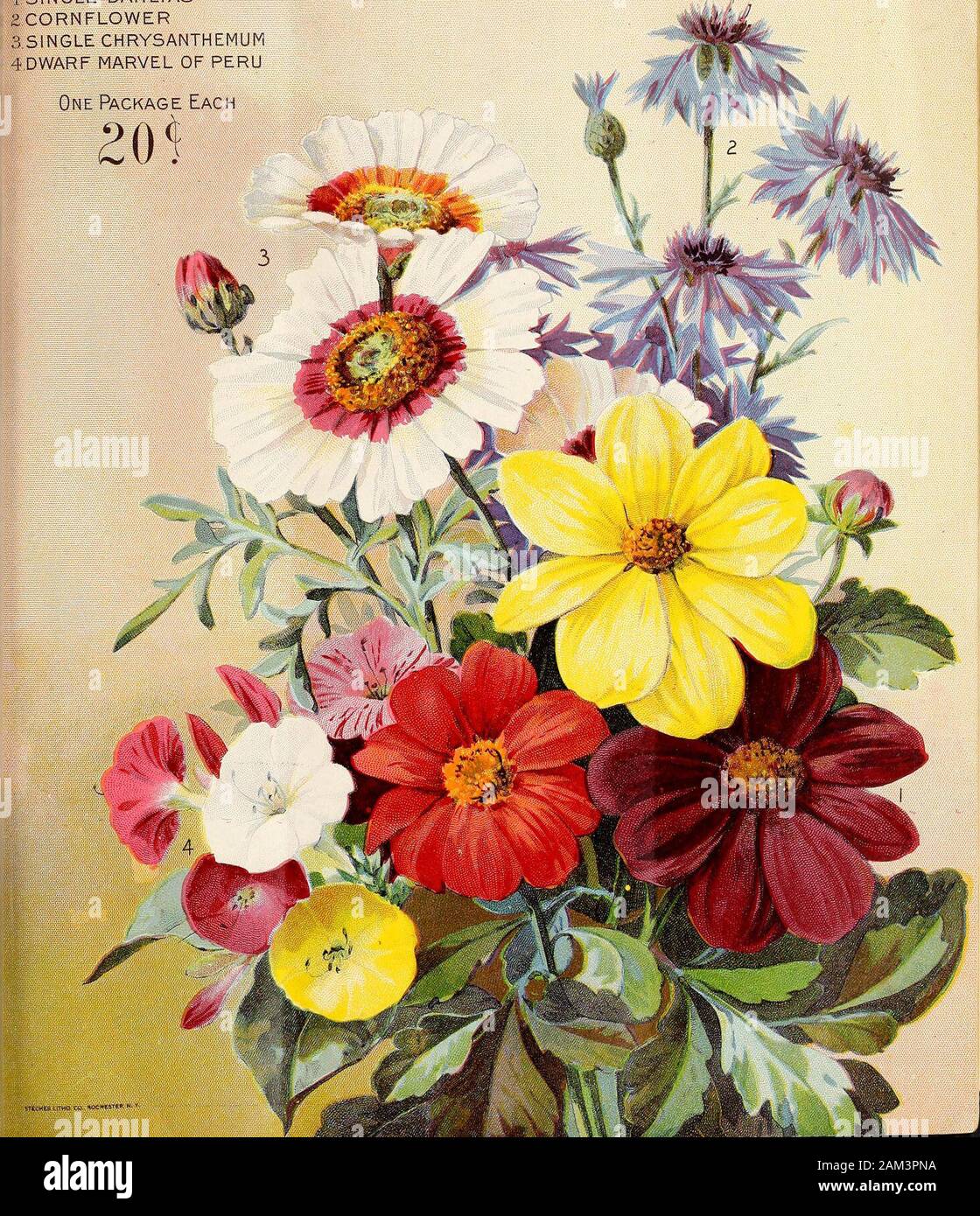 WmElliott & Sons les semenciers : 1898 . t. Vivace, 2 pieds. Coronata ...