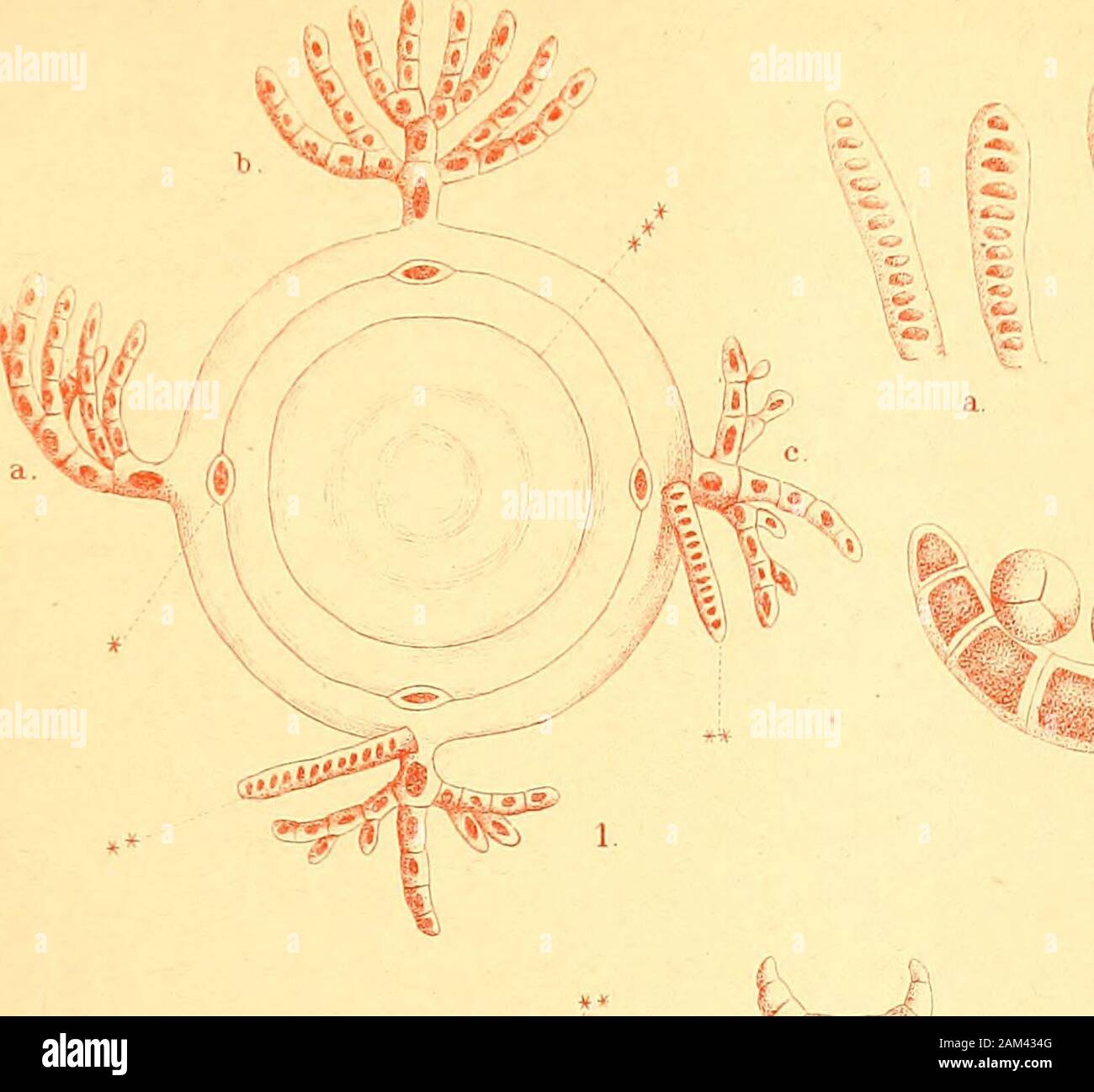 Analecta algologica : observationes de speciebus moins algarum earumque ...