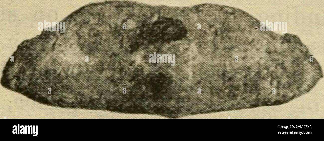 Muscle articulaire du genou cheval Banque de photographies et d’images ...