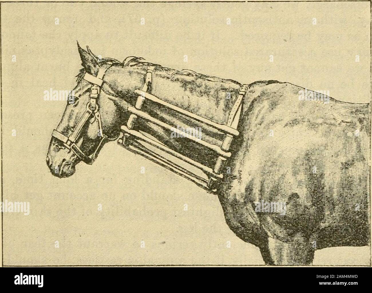 Muscle articulaire du genou cheval Banque de photographies et d’images ...