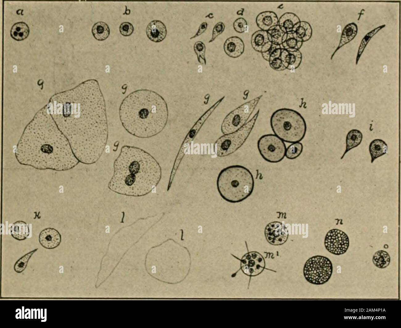 Chimie Physiologique pratique : un livre conçu pour une utilisation ...