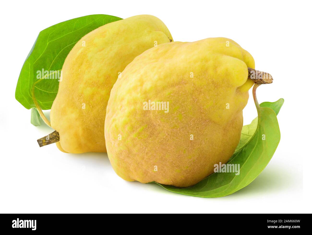 Feuilles de coing Banque de photographies et d’images à haute ...