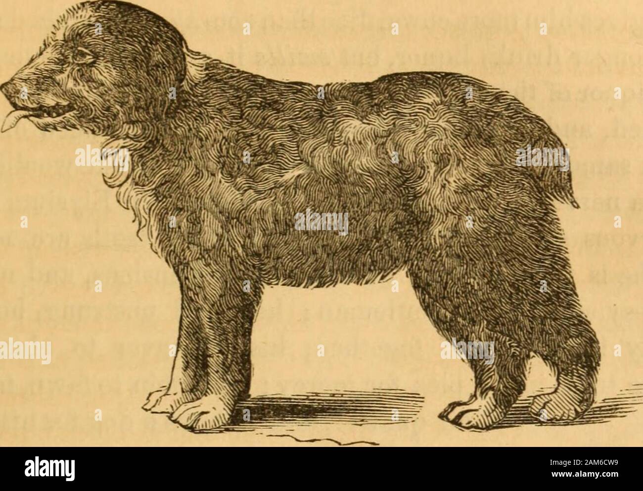 Dog fer Banque de photographies et d’images à haute résolution - Alamy