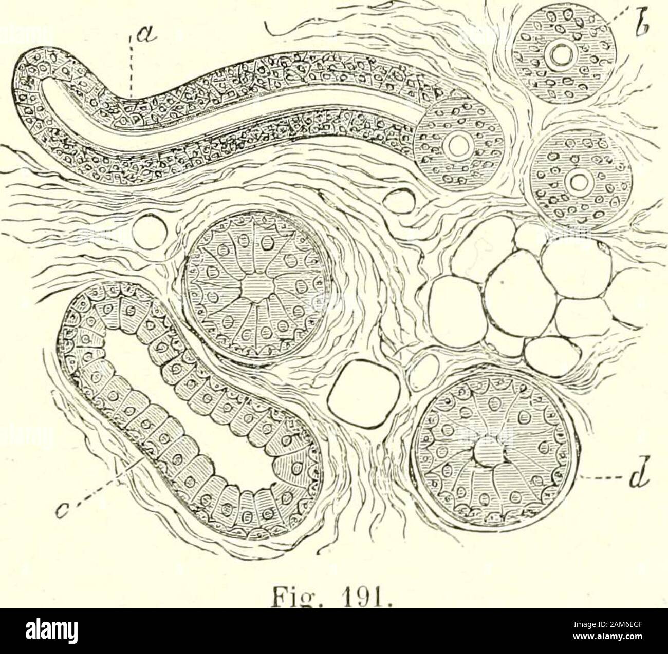 Traité d'anatomie humaine . -Même et prend part àsa formation : il ...