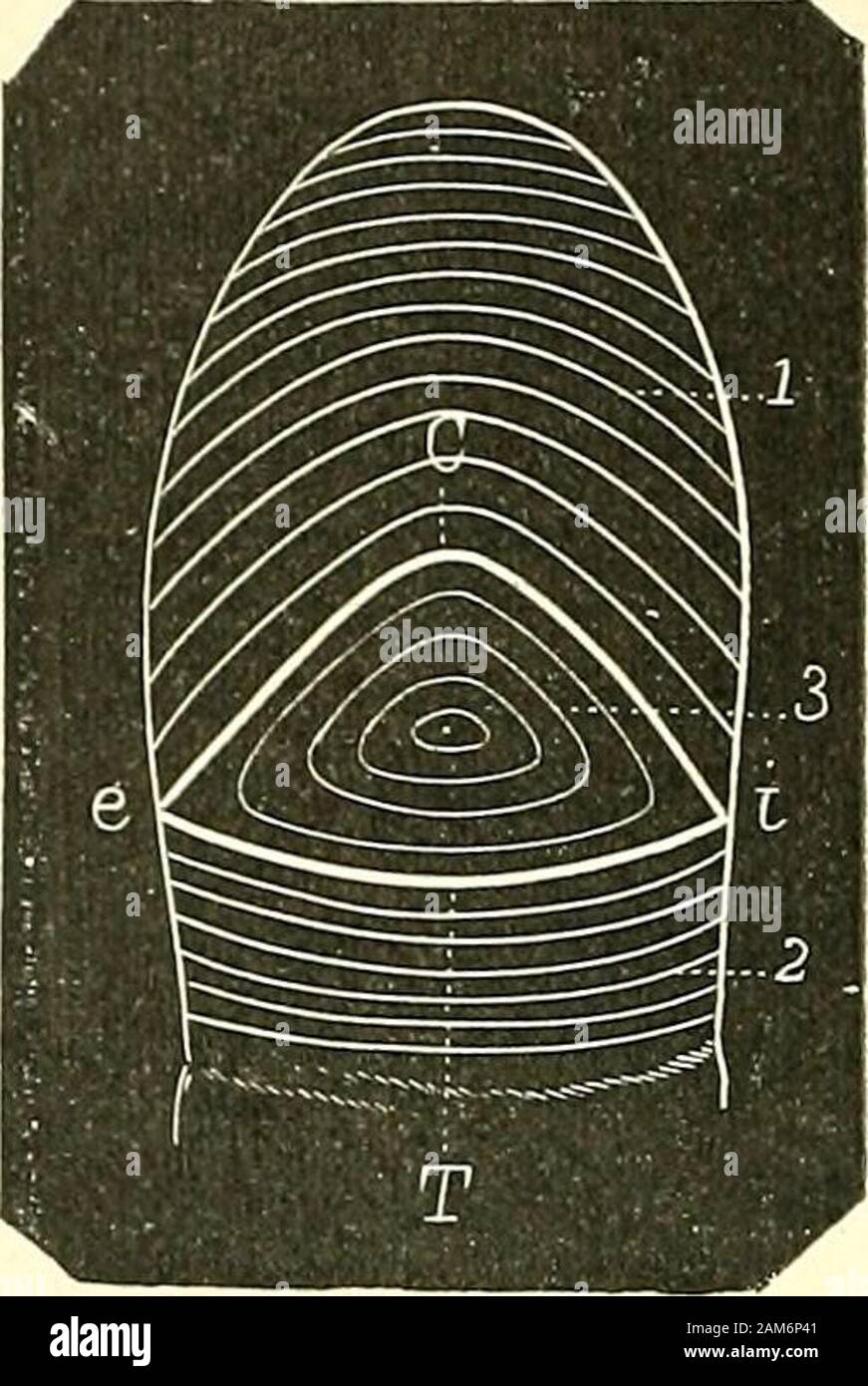 Traité d'anatomie humaine . ivrent passage aux poils ; 2° aux glandes ...