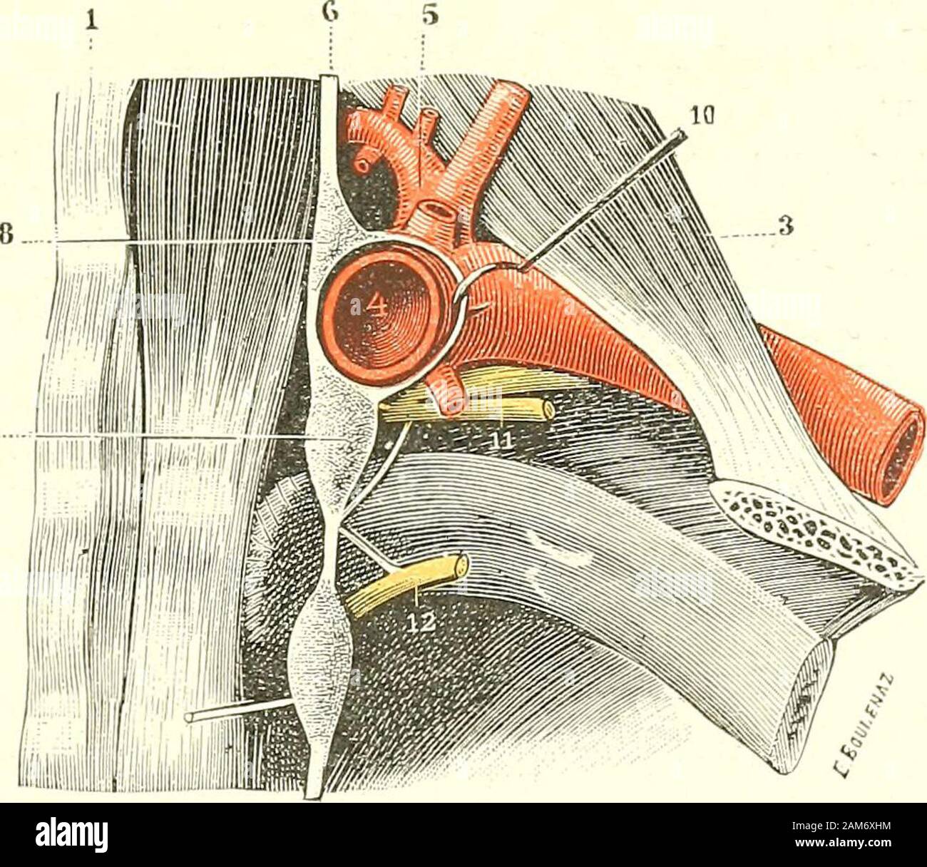 Ganglion cervical Banque d'image et photos - Alamy