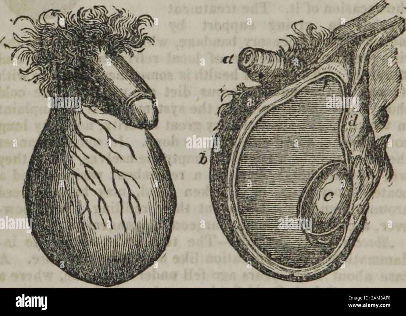 Testicule de homme Banque de photographies et d’images à haute ...