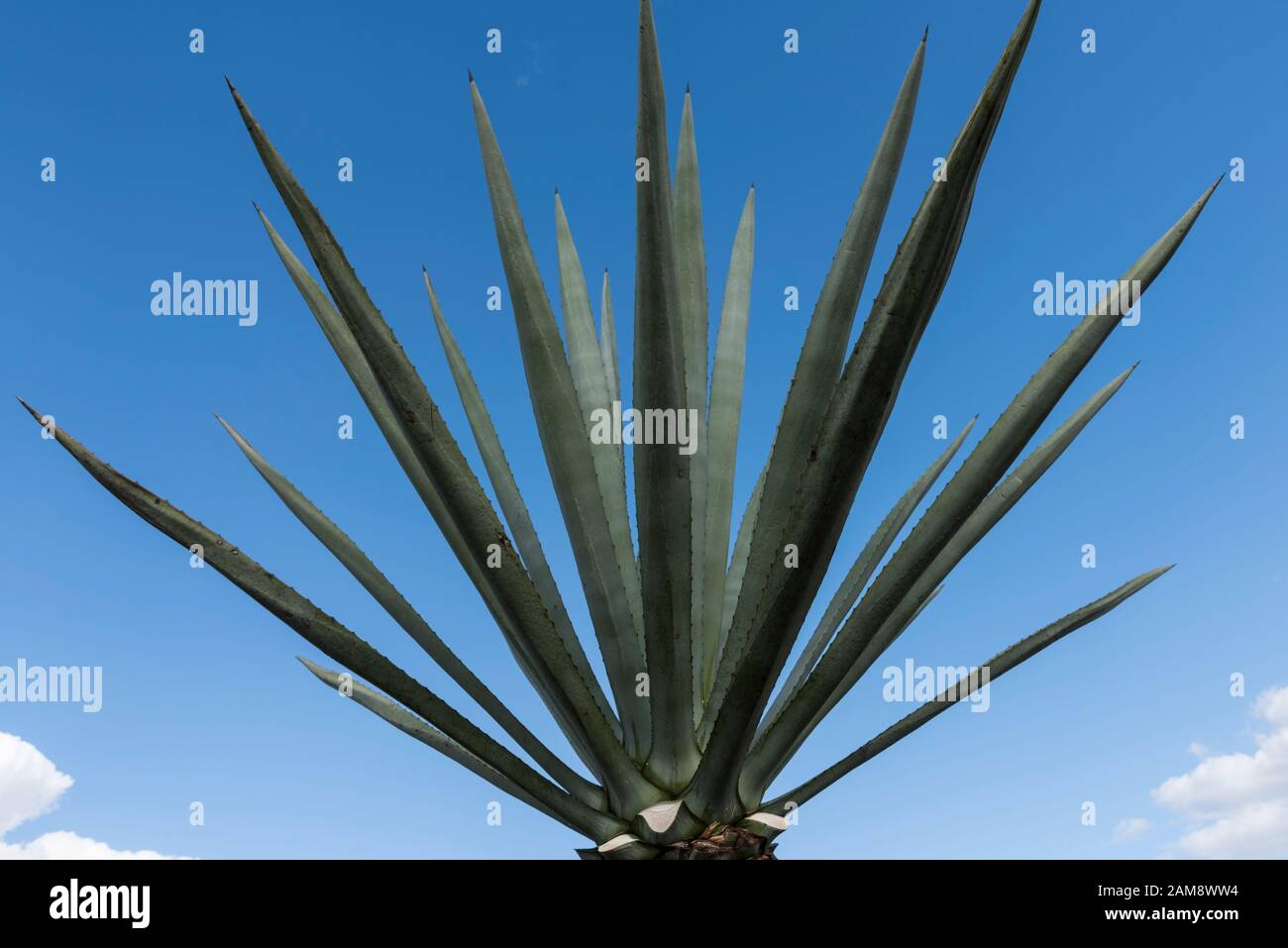 Agave fourcroydes henequen fibre Banque de photographies et d’images à ...