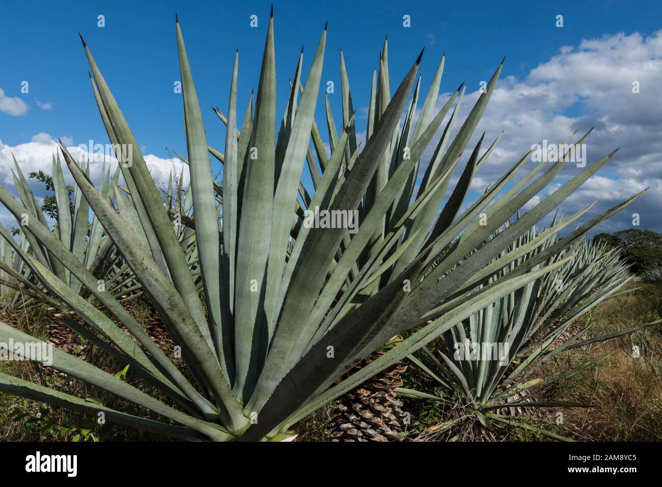 Agave fourcroydes henequen fibre Banque de photographies et d’images à ...