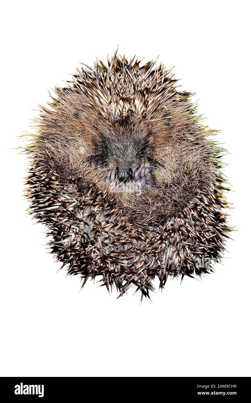 Especies animales protegidas Banque d'images détourées - Alamy